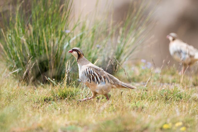 The Chukar Partridge Or Chukar In The Nevada Desert Stock Image - Image ...