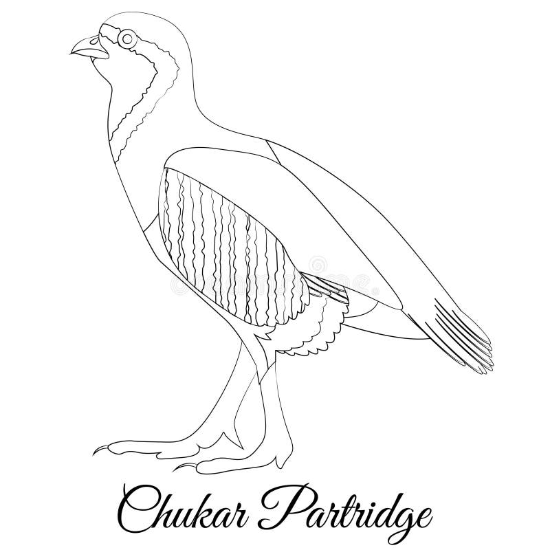 Chukar Stock Illustrations – 21 Chukar Stock Illustrations, Vectors ...