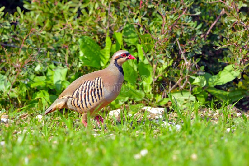 The Chukar Partridge Or Chukar In The Nevada Desert Stock Image - Image ...