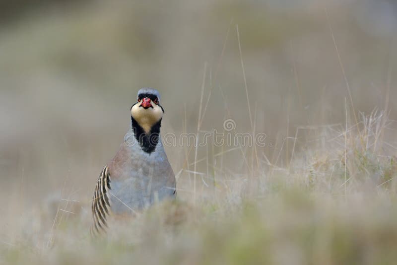 Chukar partridge, Greece stock photo. Image of wing - 169442474