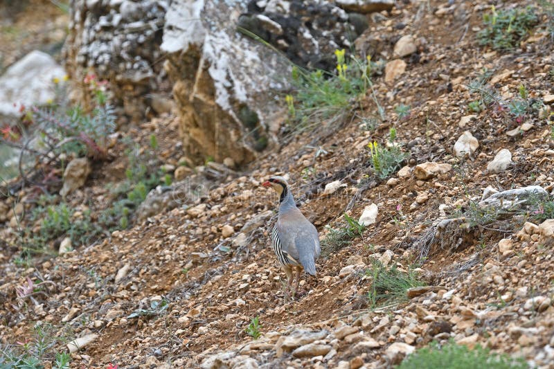 Chukar Partridge on the Mountain Stock Image - Image of hunting, grass ...