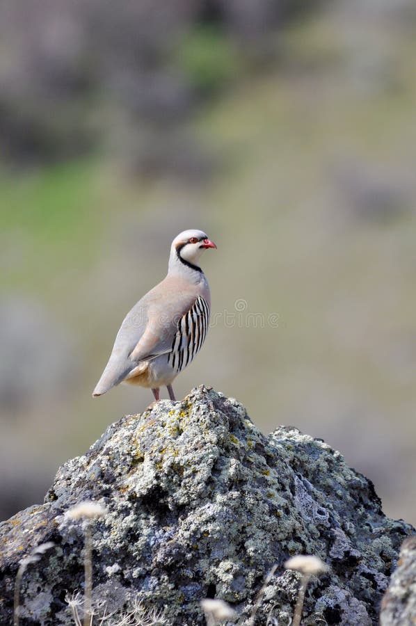 Chukar Partridge Bird stock image. Image of rocky, stones - 24762879
