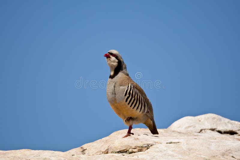 The Chukar Partridge or Chukar in the Nevada Desert Stock Image - Image ...