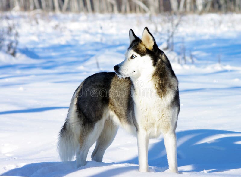 Chukchi husky dog stock photo. Image of sledge, closeup - 18765782