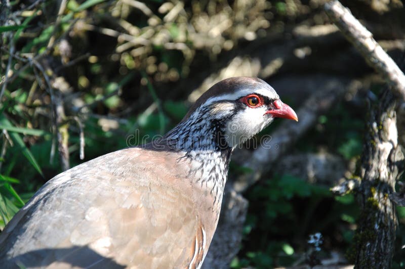 Chukor portrait stock image. Image of game, nature, feathers - 22461103