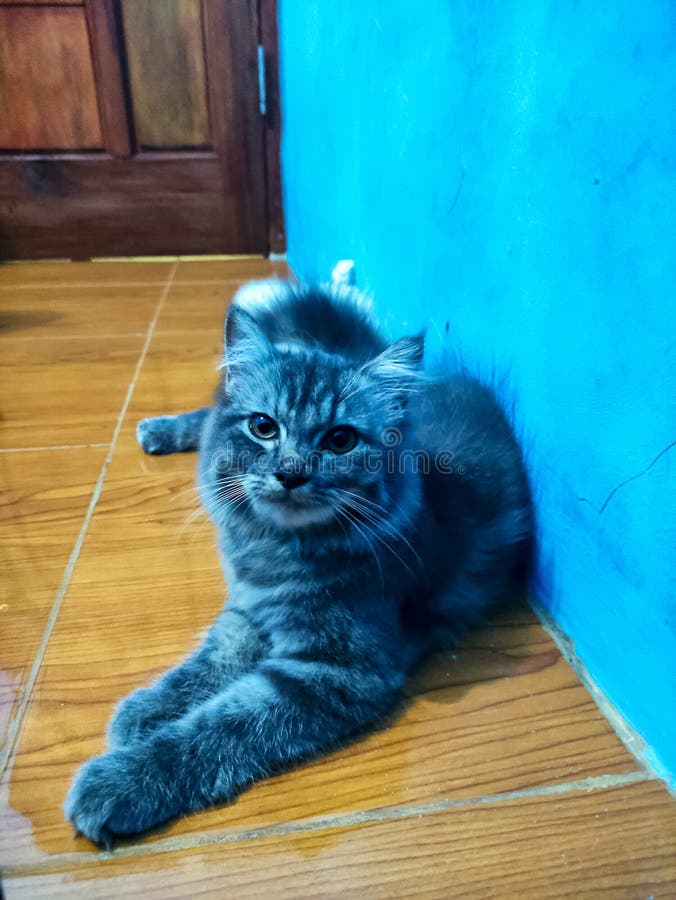 Chulbul is the Name of this Very Adorable Cat Stock Image - Image of ...