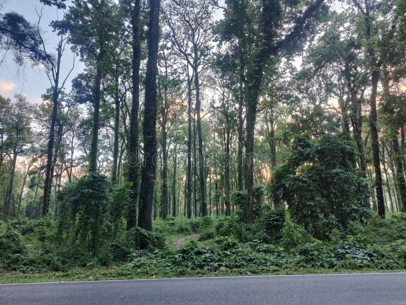 Chulsa Forest , North Bengal Jungle Stock Photo - Image of bengal ...