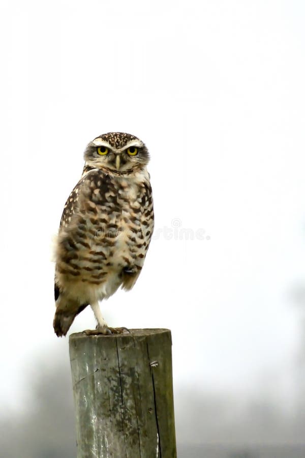 Chuncho foto de archivo. Imagen de niebla, cazador, buho - 75974882