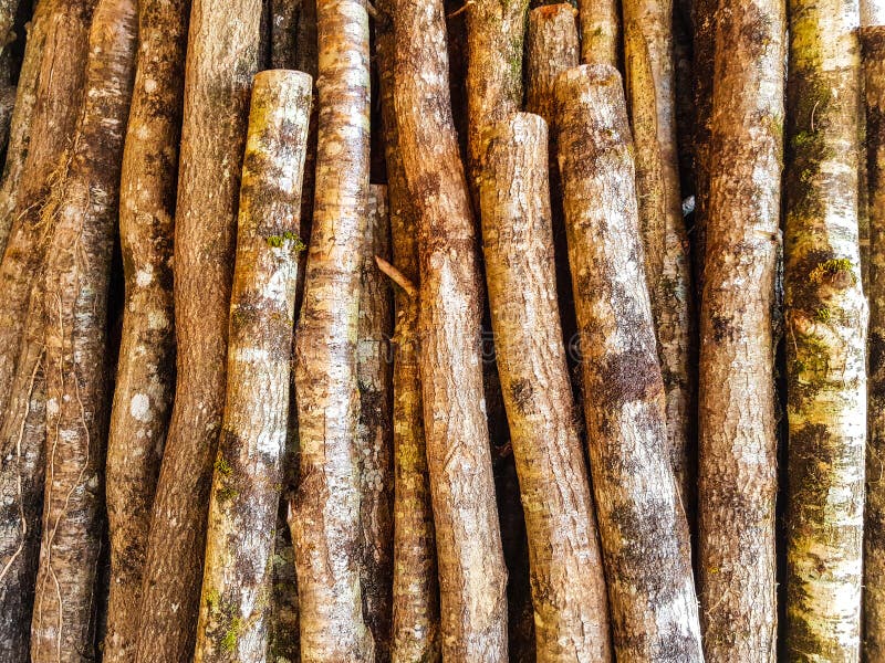 Chunks of Beech Wood Stacked Stock Photo - Image of stacked, trunk ...