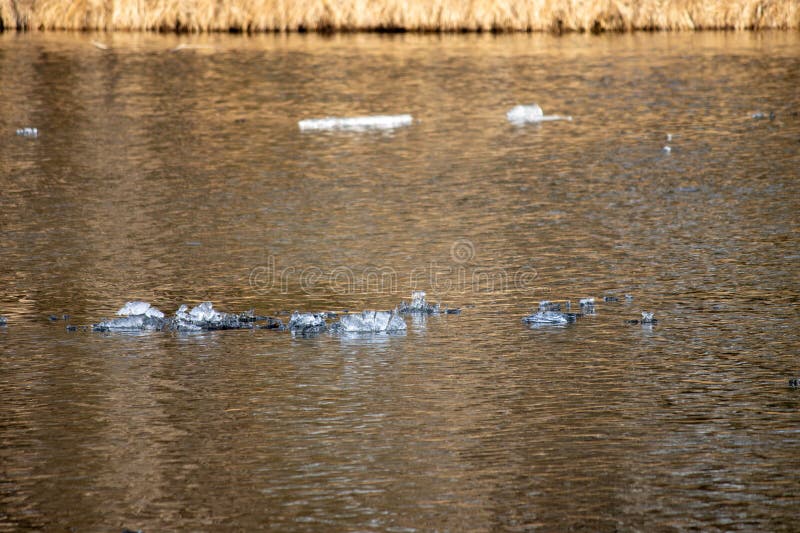 Chunks of Ice Floating in the River in Spring Stock Image - Image of ...
