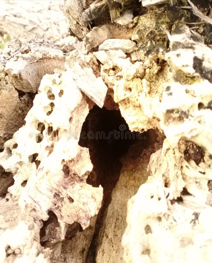 Chunks of Old Tree Roots Woods Stock Image - Image of tree, chunks ...