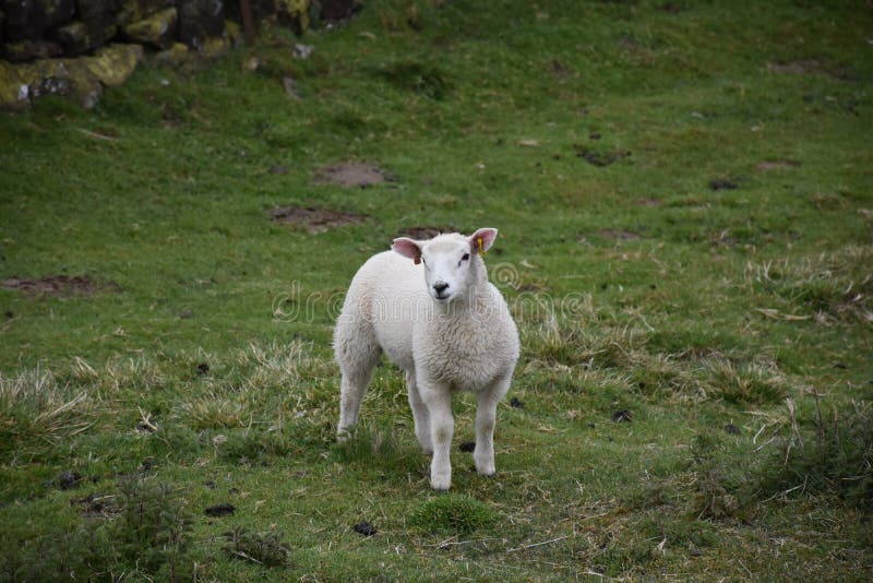 Chunky Young White Lamb Standing Still in a Field Stock Image - Image ...