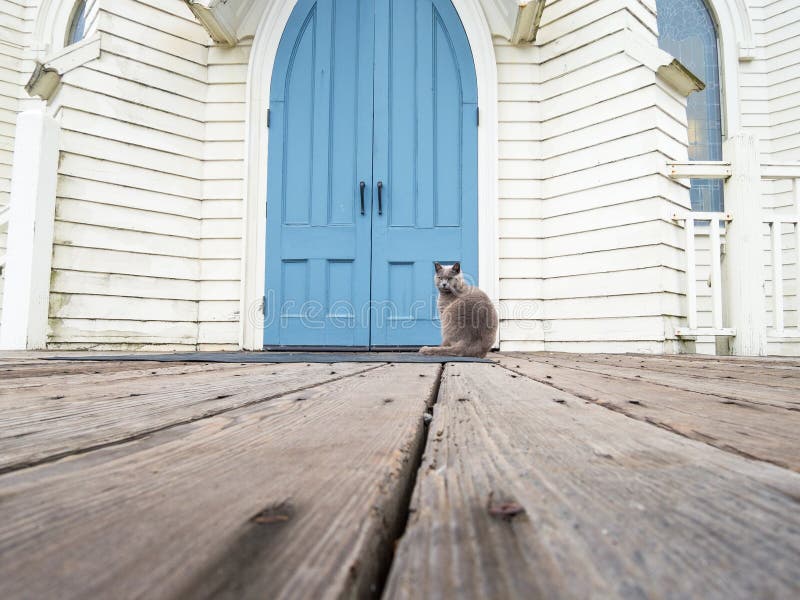 Church cat stock image. Image of cuddly, gothic, church - 40098555