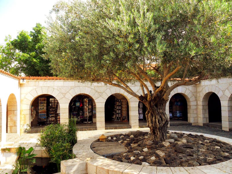 Church Courtyard with Olive Tree, Tabgha, Israel Stock Image - Image of ...