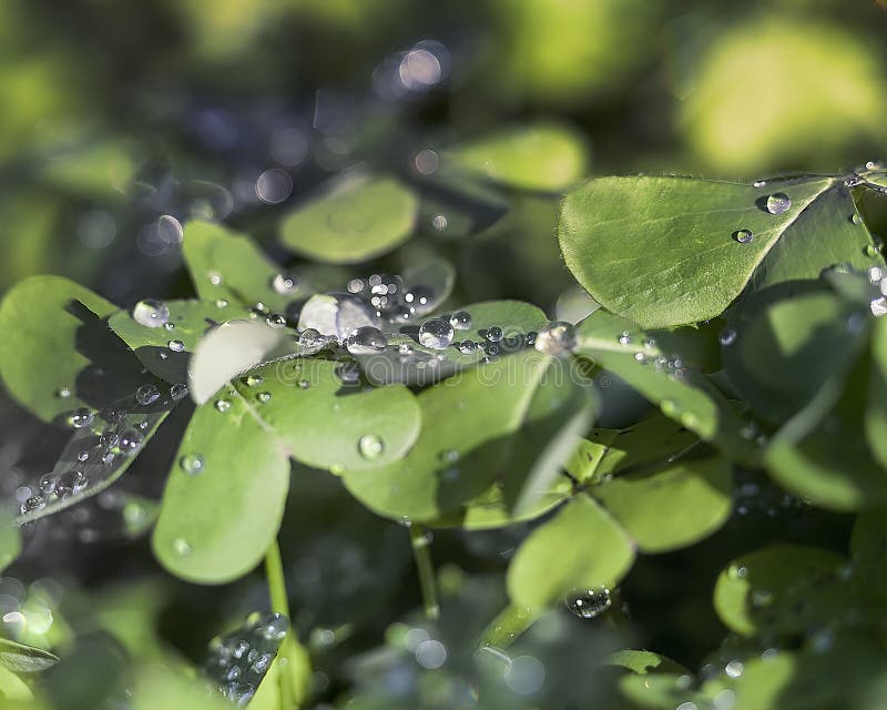 A Chuva Orvalha Close Up Extremo Isolado Foto de Stock - Imagem de ...