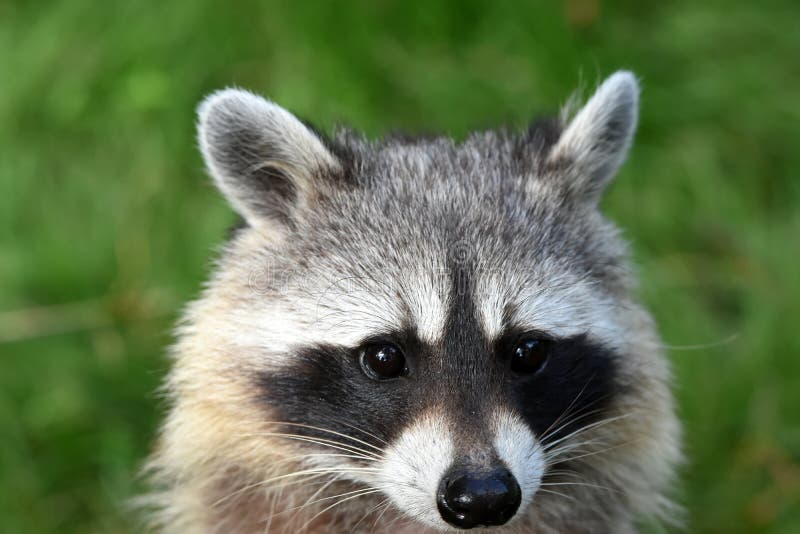 Mapache común imagen de archivo. Imagen de travieso, salvaje - 22348937
