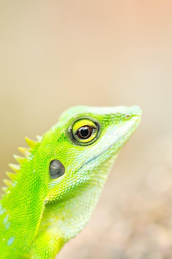 Gecko verde lindo foto de archivo. Imagen de salvaje, bosque - 9510140