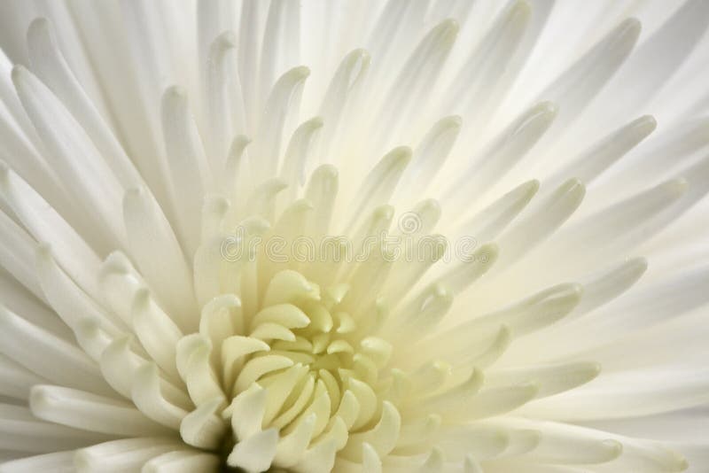 Crisantemo blanco foto de archivo. Imagen de flora, blanco - 41368154