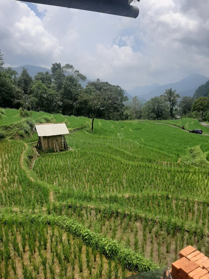 Cianjur Field at West Java in Indonesia Stock Photo - Image of cianjur ...