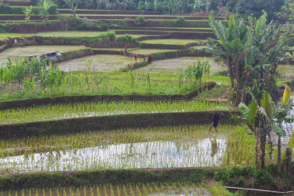 Rice Terraces in Cianjur, West Java, Indonesia. Beautiful Indonesia ...