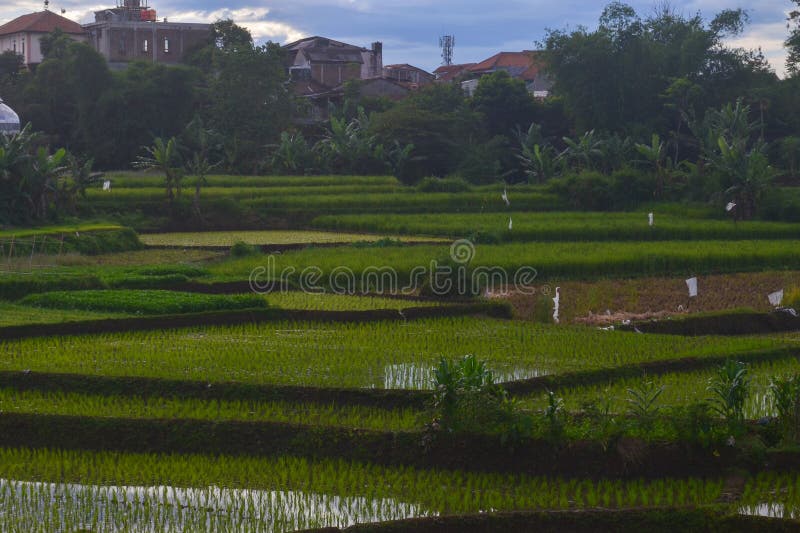 Rice Terraces in Cianjur, West Java, Indonesia. Beautiful Indonesia ...