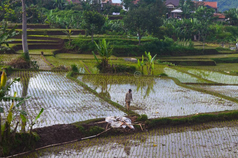 Rice Terraces in Cianjur, West Java, Indonesia. Beautiful Indonesia ...