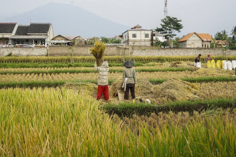 Cianjur, West Java. Indonesia. October 01, 2021. Farmers are Harvesting ...