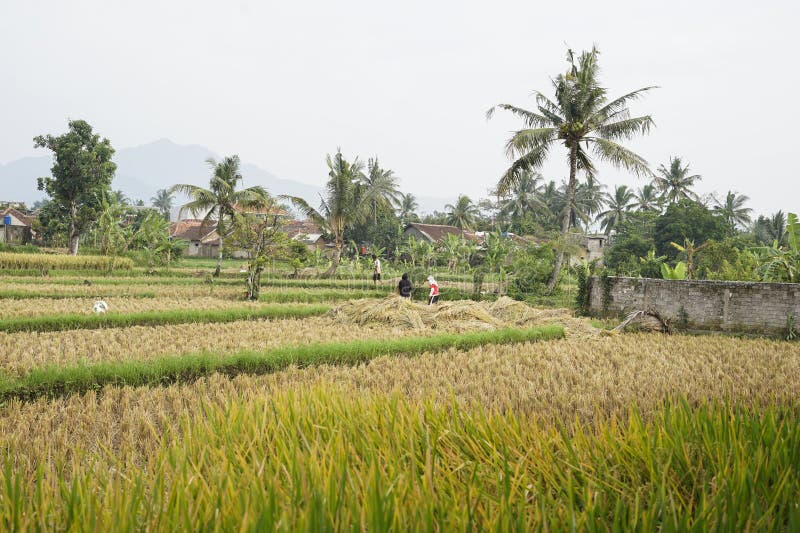 Cianjur, West Java. Indonesia. October 01, 2021. Farmers are Harvesting ...
