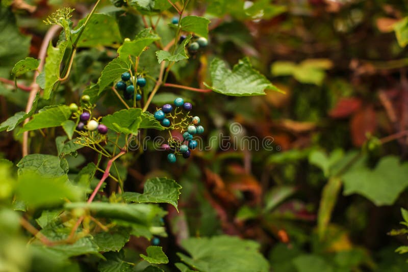 Ciano Bacche Selvatiche, Crescenti Su Un Cespuglio, Fotografia Stock ...