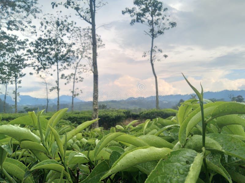 Cianten Tea Plantation Stock Photos - Free & Royalty-Free Stock Photos ...