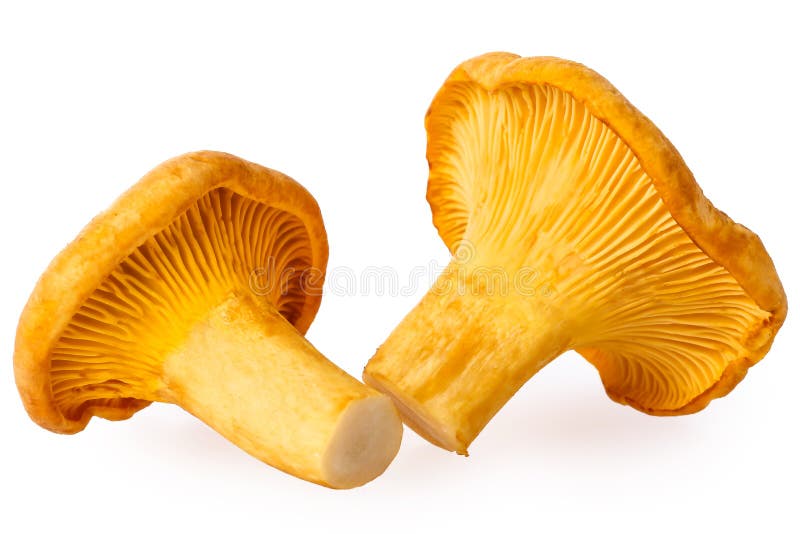 Cibarius Do Cantharellus Isolado No Fundo Branco Imagem de Stock ...