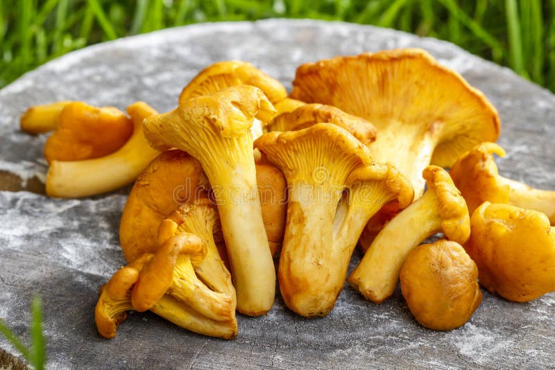 Cantharellus Cibarius, Cantarelo Foto de Stock - Imagem de floresta ...