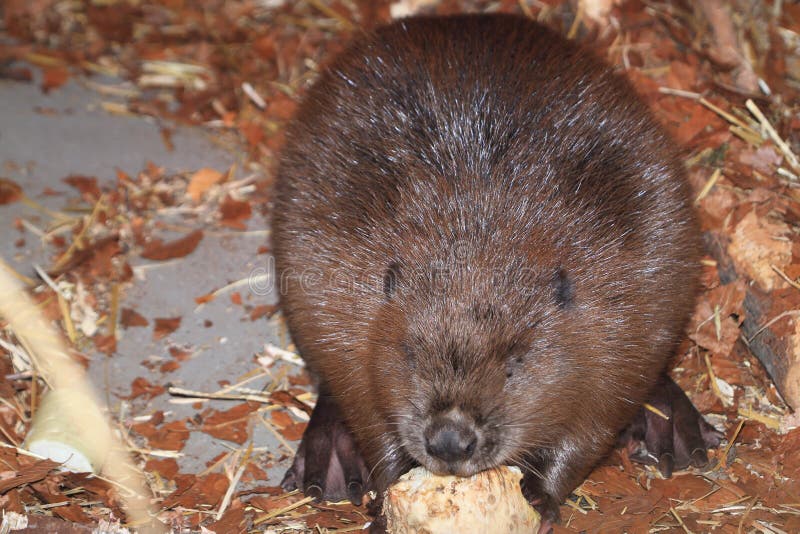 Castoro europeo immagine stock. Immagine di fibra, mammifero - 44740119