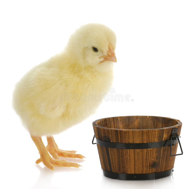 Cibo del pulcino fotografia stock. Immagine di affamato - 19321718