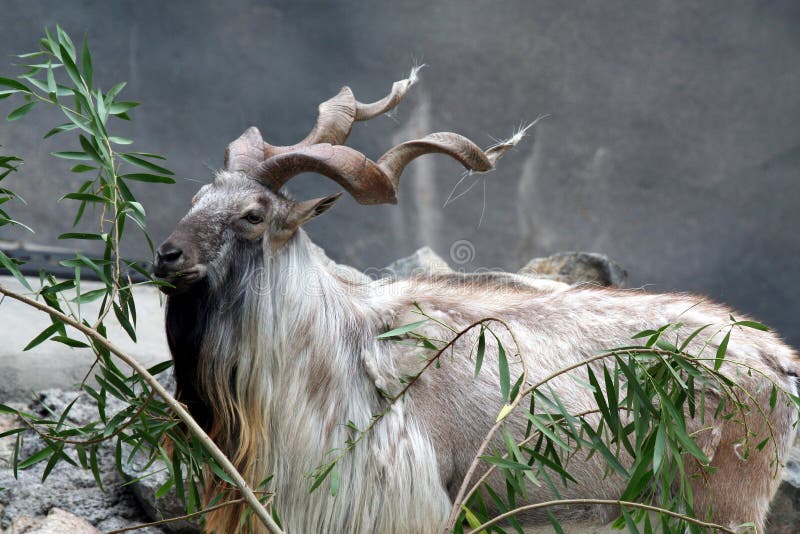 Cibo Della Capra Del Markhor Fotografia Stock - Immagine di selvaggio ...