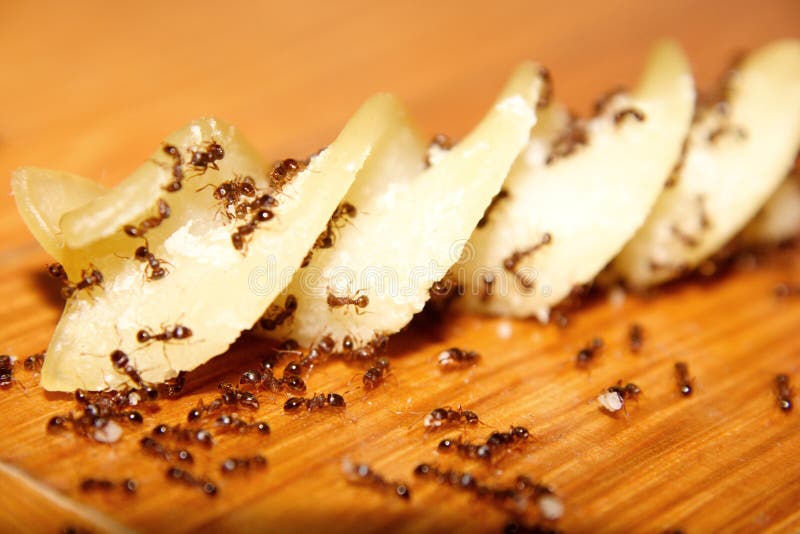 Formiche occupate fotografia stock. Immagine di formiche - 28116138