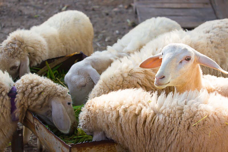 La Pecora Merino Che Mangia L'erba Verde Lascia Nell'allevamento ...