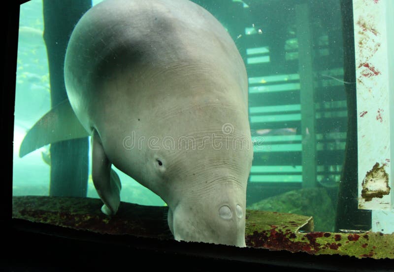 Dugonghi Che Mangiano Sul Fondo Del Mare Fotografia Stock - Immagine di ...