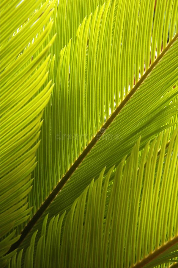 Cica plant stock image. Image of colorful, background - 9655953