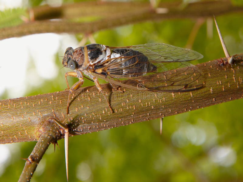 Canadian Cicada - Okanagana Canadensis Stock Photo - Image of canadian ...