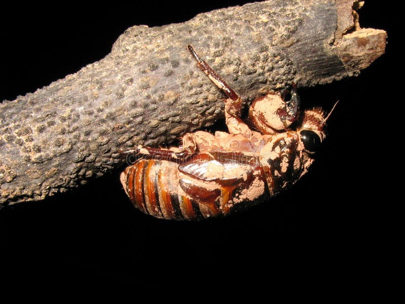 Cicada Locust Molting Closeup Stock Photo - Image of molting, cicada ...