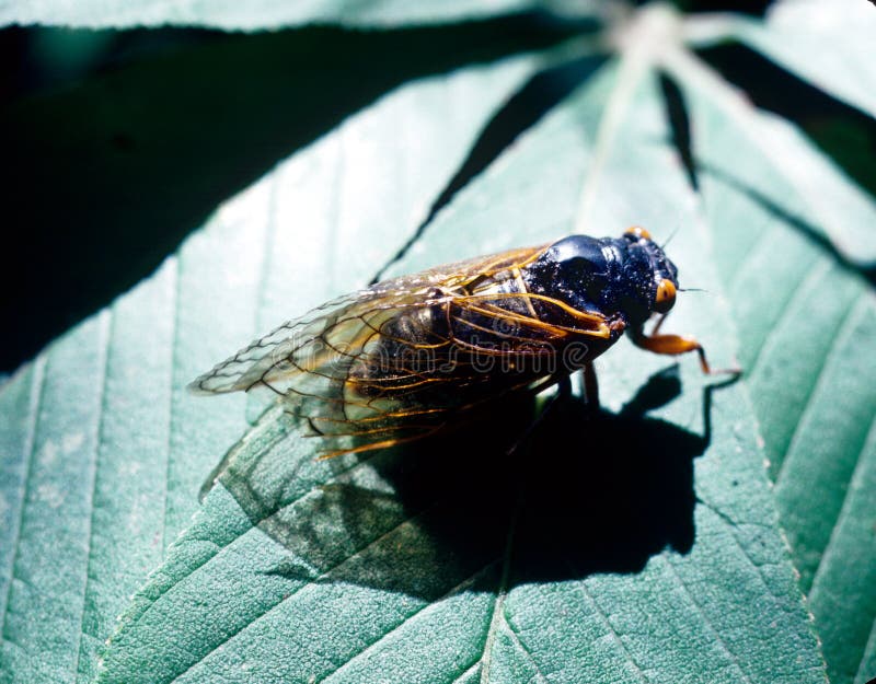 Cicada stock image. Image of noisy, pest, insect, locust - 13483081
