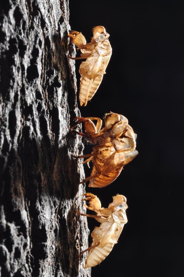 Cicada stock photo. Image of insecta, abdomen, nature - 14408772