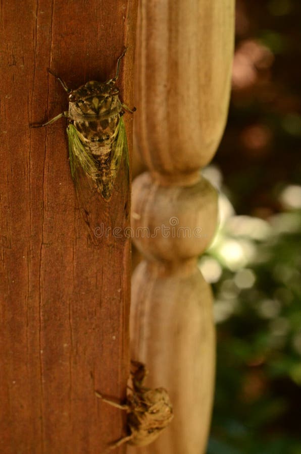 Cicada Newly Hatched from Exuvia Stock Photo - Image of membranes, head ...