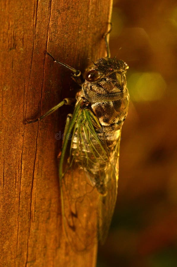 Two cicada wings stock photo. Image of wings, detailed - 3247248