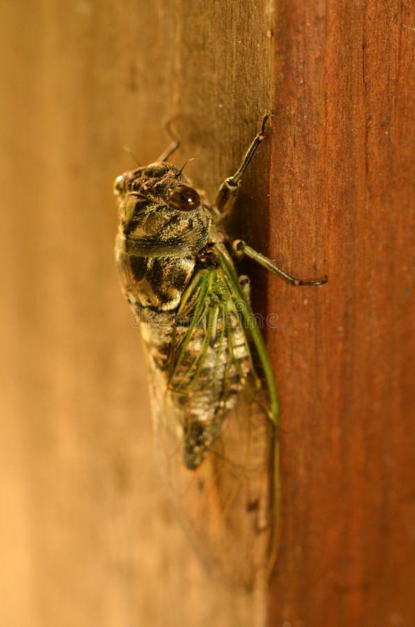 Cicada Insects Produce Very Loud Sounds Stock Photo - Image of ...