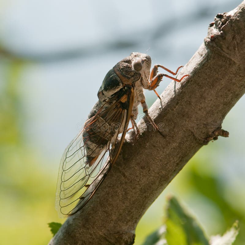 Cicada stock image. Image of close, hatch, insect, wings - 19710213
