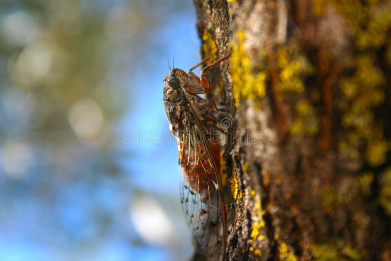 Cicada stock photo. Image of travel, europe, greece, cicada - 18502576