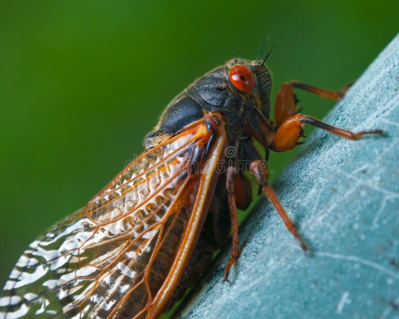 Cicada stock image. Image of close, hatch, insect, wings - 19710213