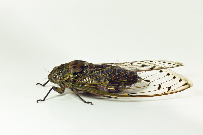 Cicada stock image. Image of buzz, europe, swamp, sylvan - 25660443